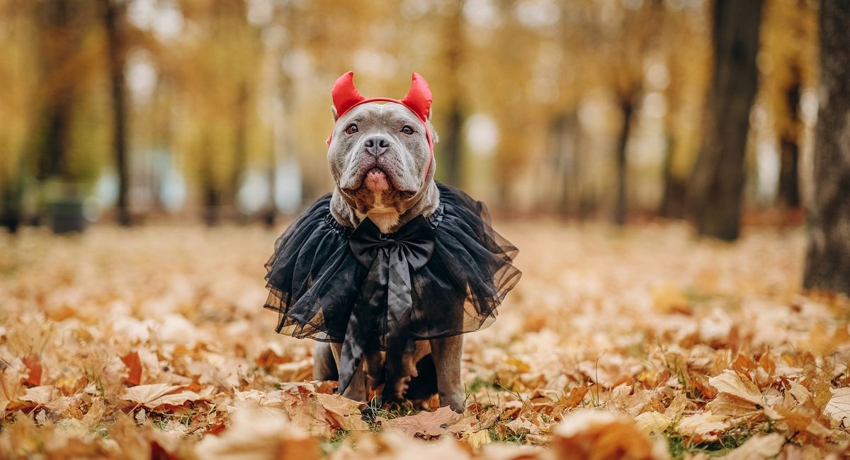 How to Take Beautiful Fall Photos of your Pets | Animal Clinic of ...