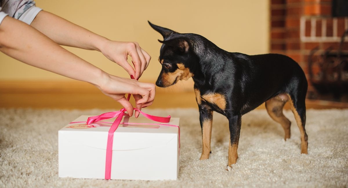 Holiday Pet Gift Guide | Spartanburg SC